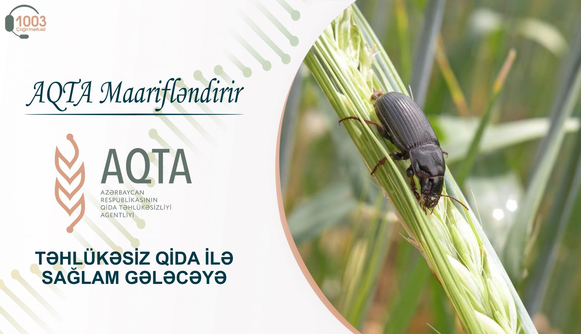 “AQTA maarifləndirir” - Taxıl böcəyi təhlükəsi