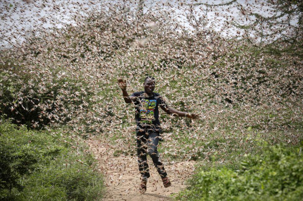 East Africa faces new locust threat