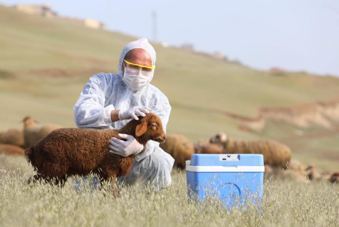 Heyvanlarda mövsümi parazitar xəstəliklərin əlamətləri nədir?